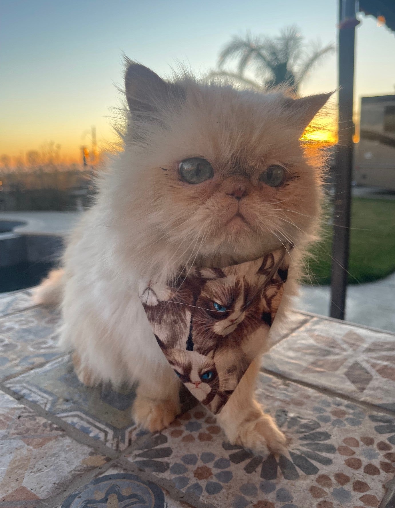 GRUMPY CAT INSPIRED Cat and Dogs Bandana Easy Slide over collar ...